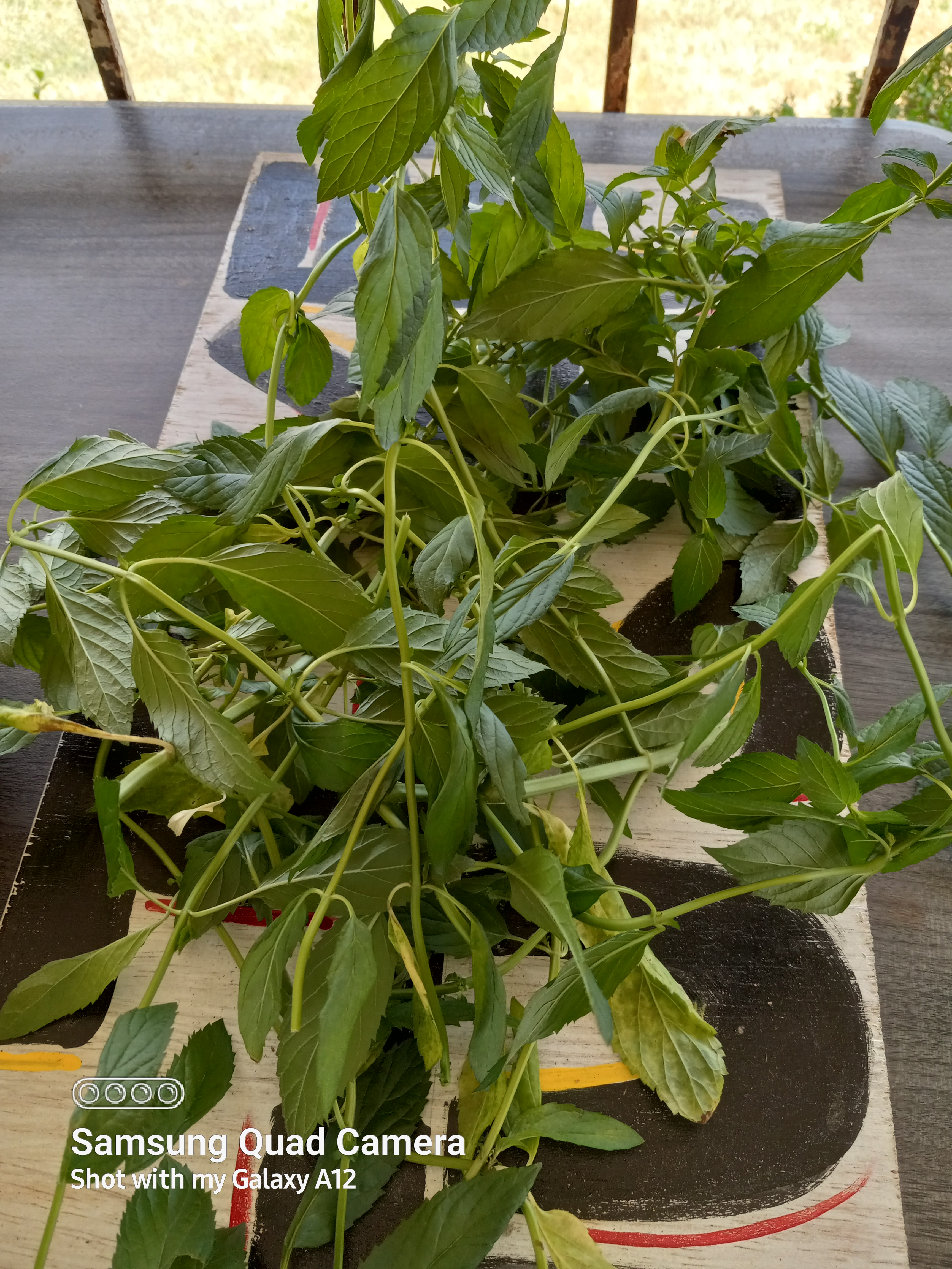 Tower Gardens – Yésa Nédéwahe Saponi-Tutelo Indigenous Gardens